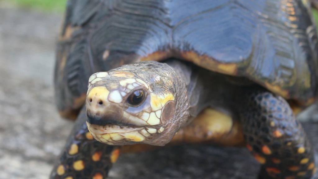 En el Día Mundial de la Tortuga se lanza campaña para su conservación ...